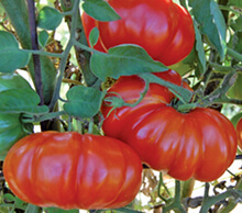 TOMATOES! - IrishHollow Innkeepers Blog